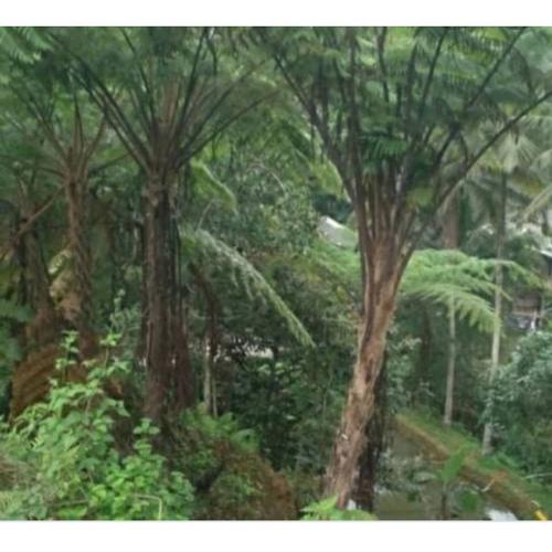 Jual pakis paku tiang merah tinggi 2mtr - Kab. Pangandaran ...
