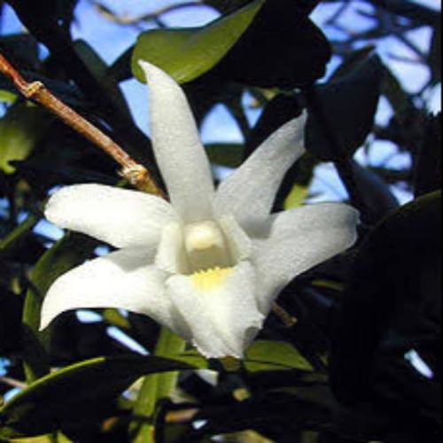 Jual anggrek dendrobium merpati - Kab. Pangandaran - saunglavender ...