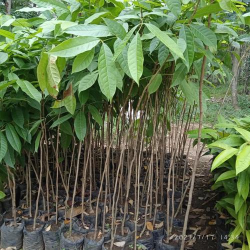 Jual bibit tanaman pohon mahoni 1 meter/2 meteran berkwalitas beli ...