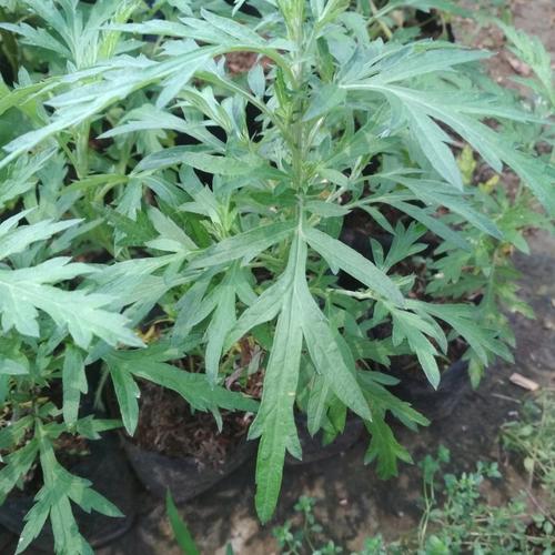 Jual Bibit Tanaman Daun Baru Cina/Mugwort/Herbal Alami/Murah ...