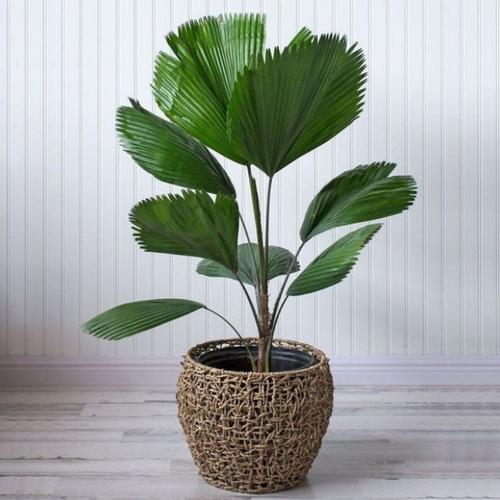 Jual Tanaman hias pohon palem kol / licuala grandis / kipas - Kab ...
