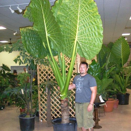 Jual alocasia calidora | tanaman sente tinggi 150cm - 1 meter - Kab ...