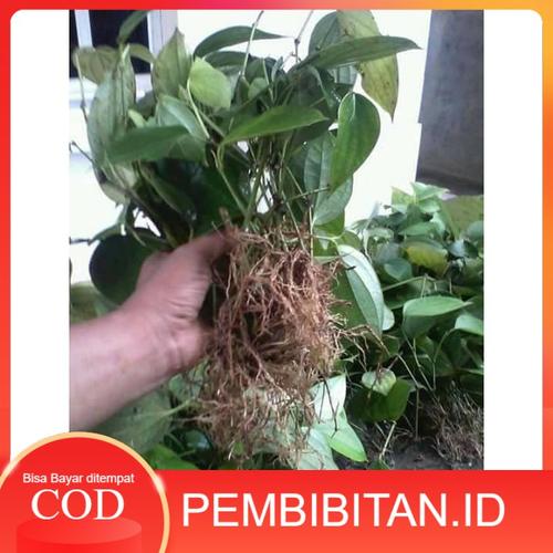 Jual Promo bibit tanaman lada perdu jenis lebar daun kecil - Kota ...