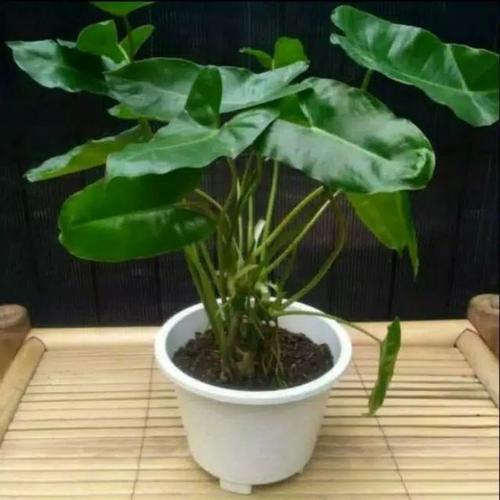 Jual pohon Philo burle max / Philo brekele-tanaman hias - Kab. Bogor ...