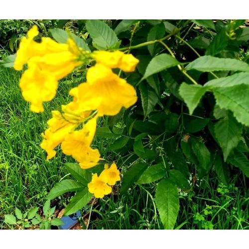 Jual tanaman hias yellow bell/trumpet flower tecomaria. bunga terompet ...