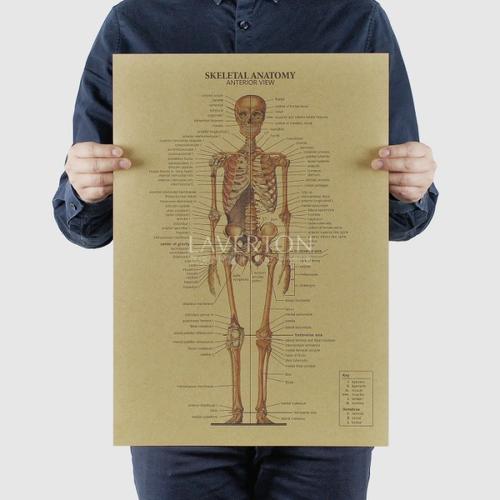 Jual Wall Poster / Poster Dinding Edukasi : Anatomi Kerangka Badan ...