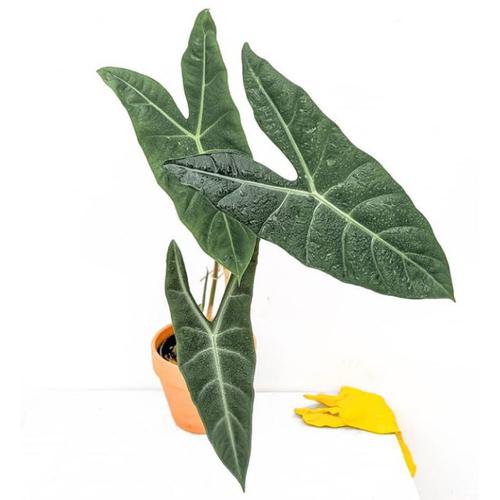 Jual (BISA COD) tanaman hias bunga hidup alocasia longiloba - Kab ...