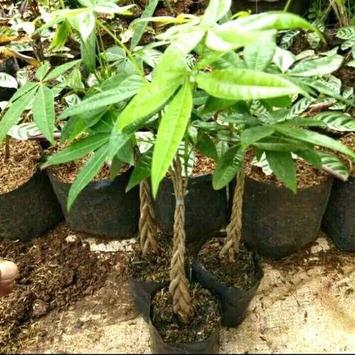 Jual Bibit Pohon Pacira Kepang 3 Pohon Uang pembawa Rezeki - Kota ...