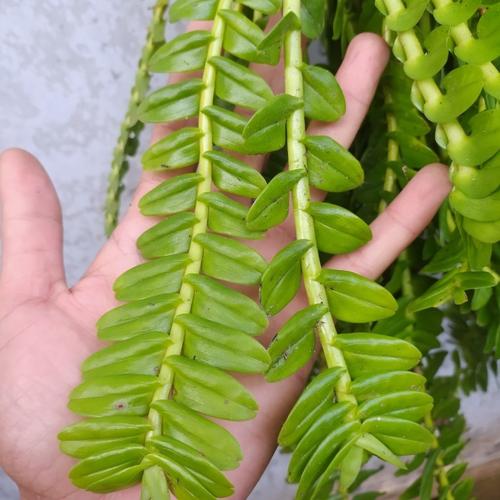 Jual tanaman anggrek terbaru,berdaun mirip sisik - Kab. Pangandaran ...