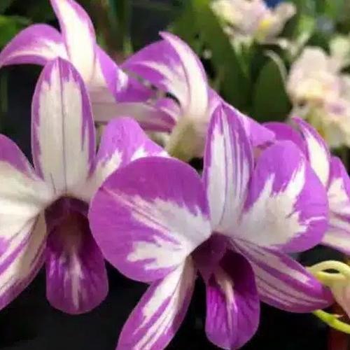 Jual New Seedling anggrek dendrobium Enobi - Kab. Bogor ...