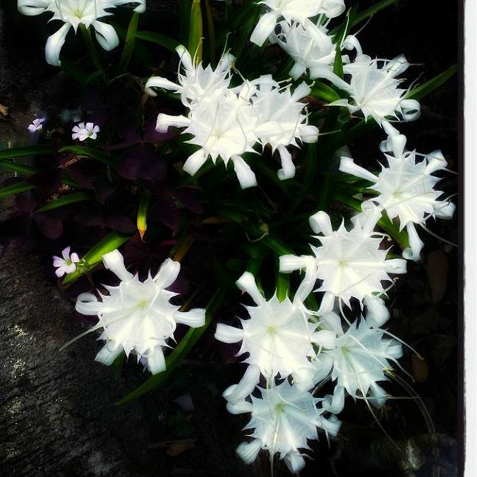 White Spider Lily Flower
