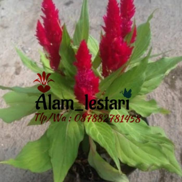 Jual Tanaman celosia jengger ayam merah /celosia Argentea/ - Jakarta ...