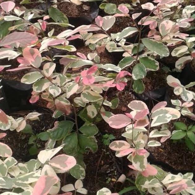 Jual tanaman hias daun pretty/daun pink varigata/sambang dara - Kab ...