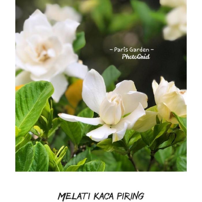 Jual TANAMAN BUNGA MELATI KACA PIRING MELATI PECAH PIRING - BIBIT ...