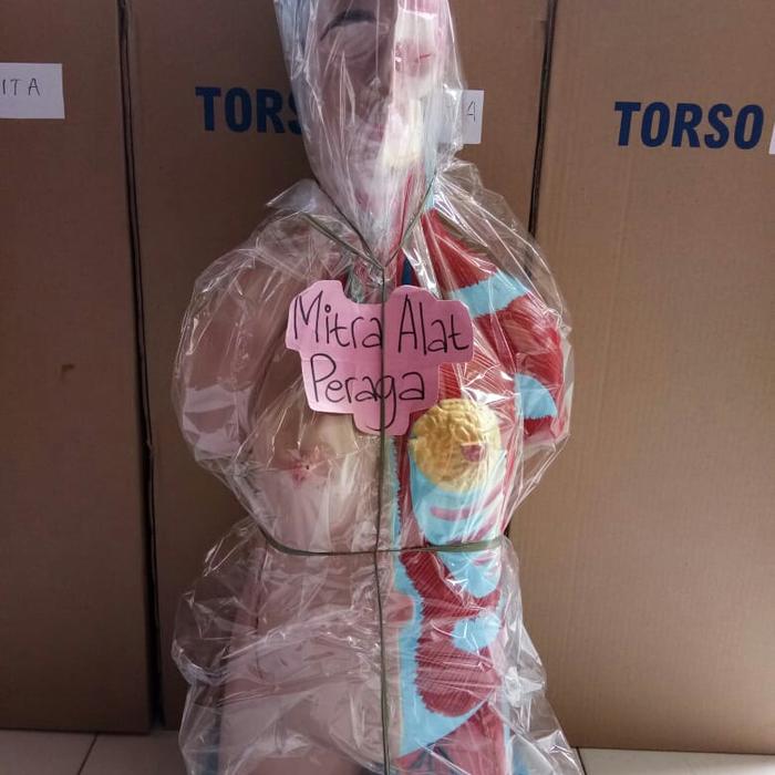 Jual TORSO WANITA PEREMPUAN- ANATOMI WANITA PEREMPUAN- ALat Peraga ...
