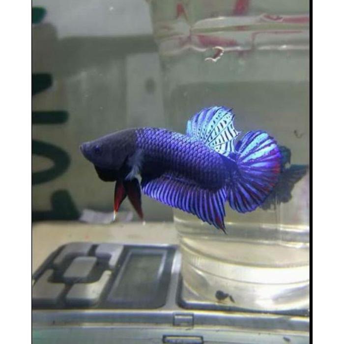 Jual ikan cupang bagan aduan - Kota Depok - sultan aliandong | Tokopedia