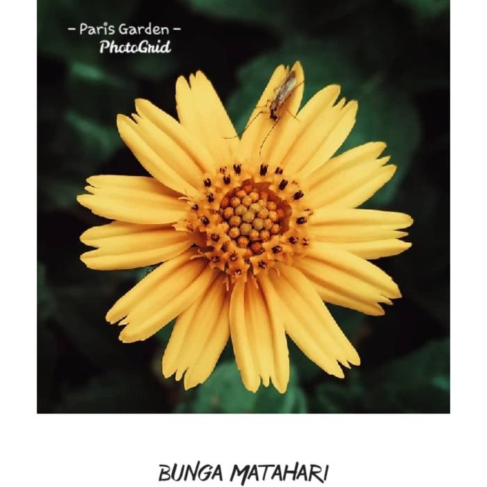 Jual TANAMAN BUNGA MATAHARI MINI BUTTER DAISY - BIBIT BUNGA BUTTER ...