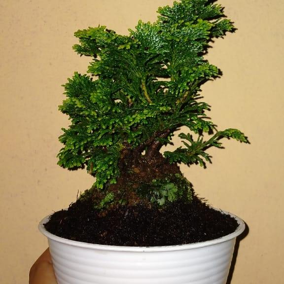 Jual Tanaman Hias Hidup Bonsai cemara Inoki hijau kuning Murah Indoor ...