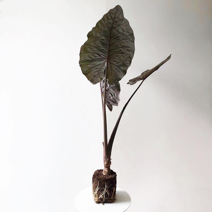 Jual tanaman hias sente hitam - pohon keladi hitam - black caladium ...