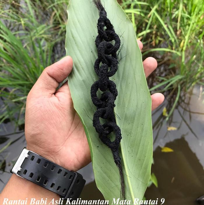 Jual Rantai Babi Asli dari Kalimantan Ukuran Besar Mata 9 - Kab. Banjar ...