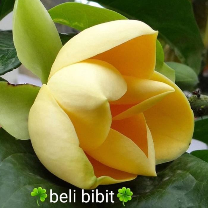 Jual tanaman bunga cempaka kuning gondok wangi - Kota Batu - beli bibit ...