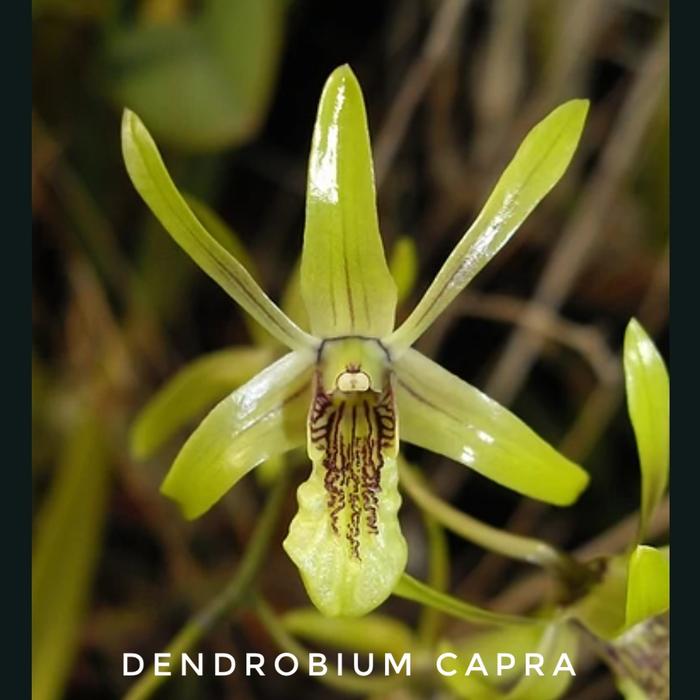 Jual Paket Dendrobium Capra Dan Vanda Ascocentrum Miniata - Kota ...