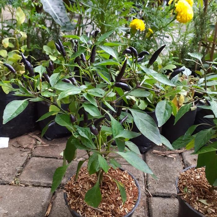 Jual Tanaman cabe hitam berbuah beserta pot - Jakarta Barat - BudiStore ...