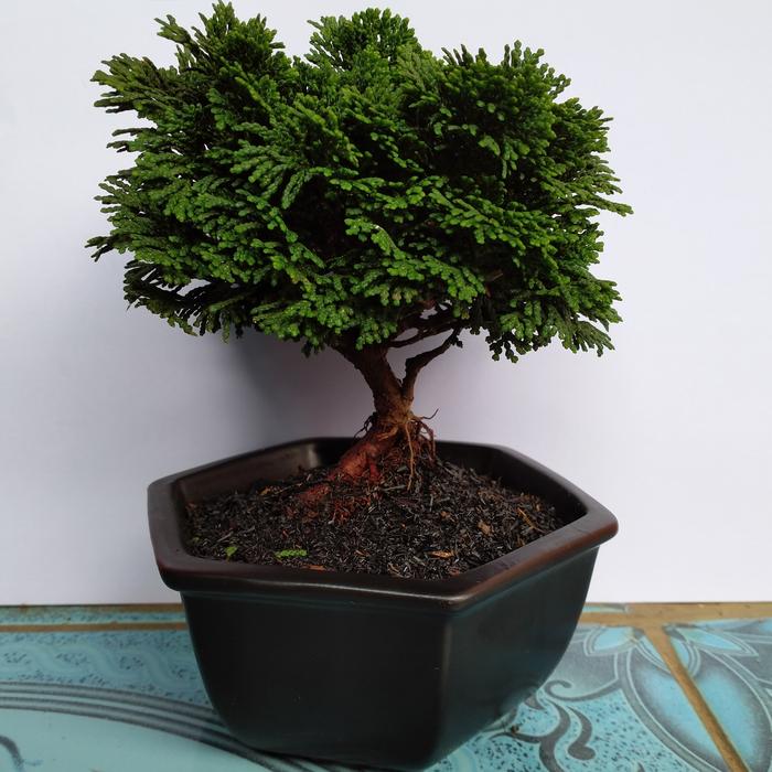 Jual Bonsai cemara inoki dan pot keramik hitam - Kab. Bandung Barat ...