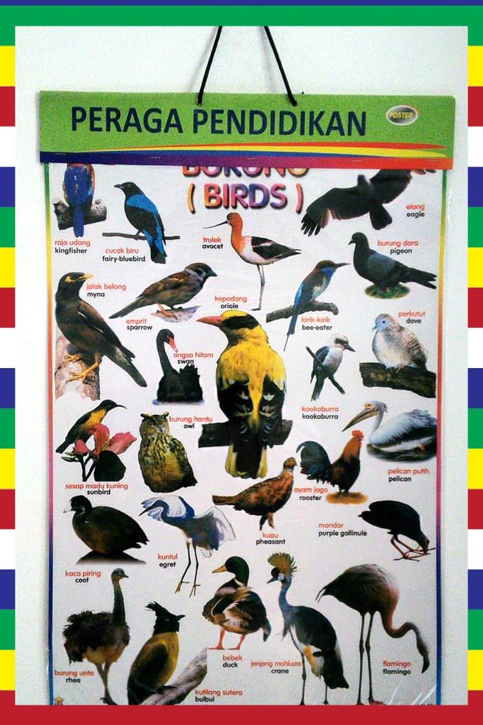 Jual Poster Peraga Pendidikan- Burung ( Birds ) - Kota Depok ...