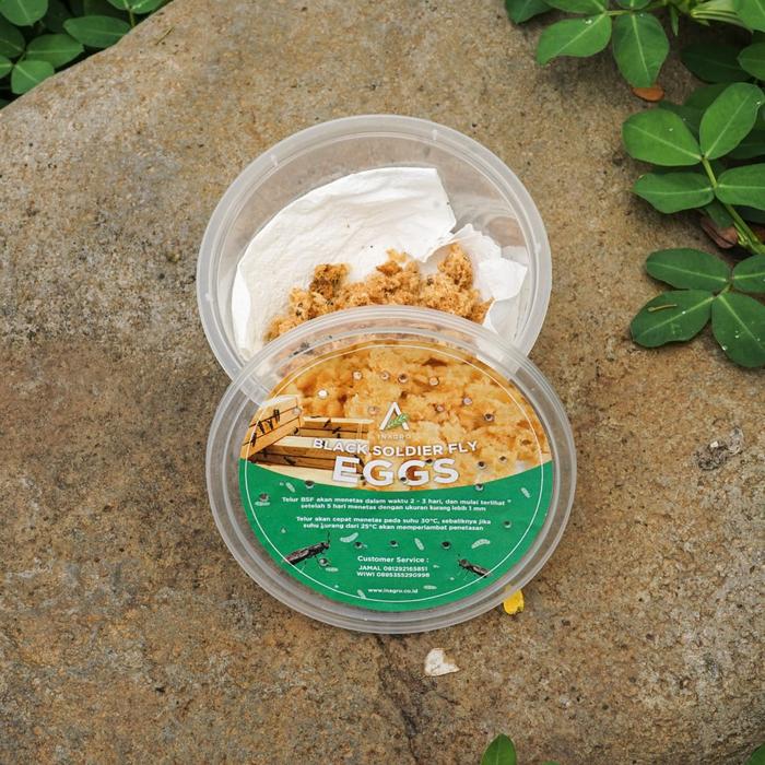 Jual TELUR BSF (BLACK SOLDIER FLY) - Kab. Bogor - Inagro_Shop | Tokopedia