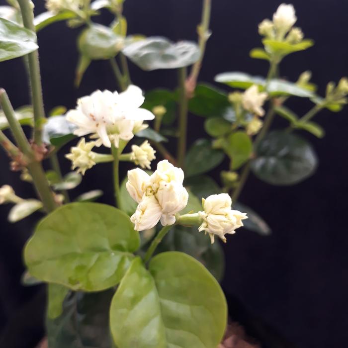 Jual Tanaman melati jasminum sambac grand duke of tuscany - Kab ...