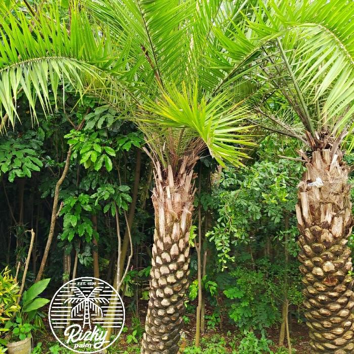 Jual Pohon Palem Kenari Taiwan - Kota Tangerang - Rizky Palm | Tokopedia