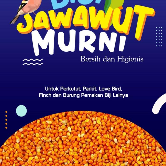 Jual jawawut murni bersih dan higienis (pakan burung harga grosir ...