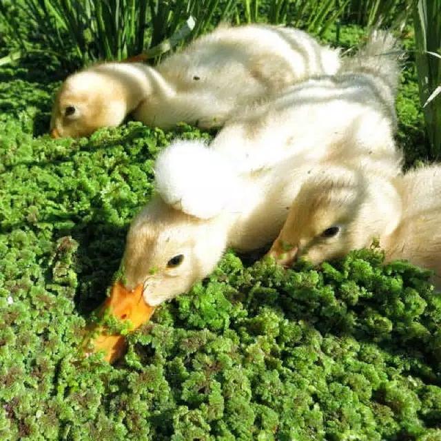 Jual Benih Bibit Azolla pinata microphyla Pakan Ikan Ayam bebek 100 ...