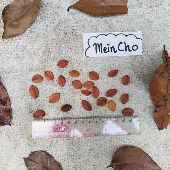 Jual Biji Trembesi Dakon Sawo Kecik Congklak Sengon Kedawung (100gr ...