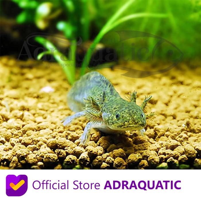 Promo AXOLOTL MARBLE DOGFISH SALAMANDER WALKING FISH MEXICANUM - Kota ...