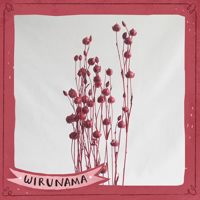 Jual BUNGA KERING LINO MERAH RUSTIC DRIED FLOWER NAT CORIANDER IMPORT ...