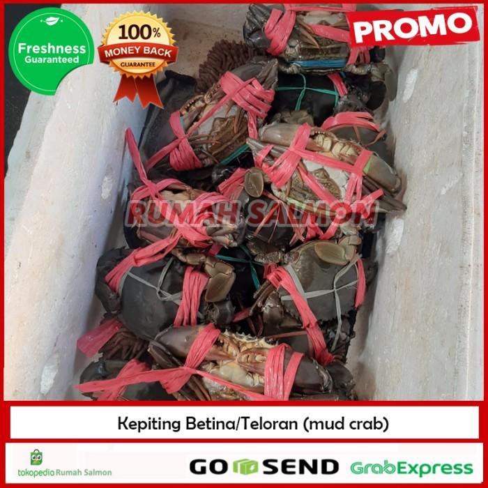 Jual KEPITING BAKAU HIDUP 1 EKOR/Kepiting betina teloran 300-500 gr ...