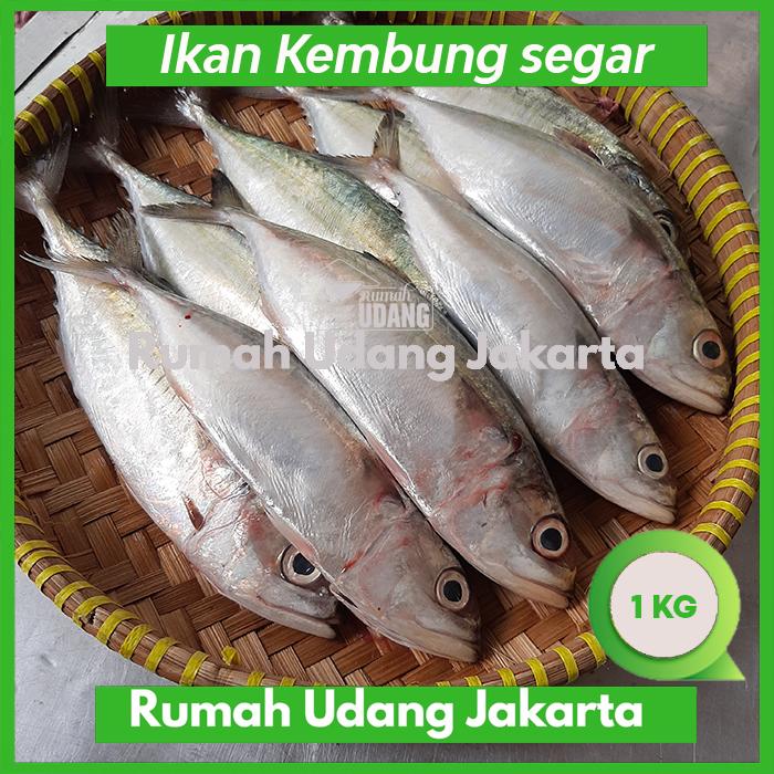 Jual Ikan Laut Segar / Ikan Kembung 1 kg 8-10 ekor Segar /Fresh ...