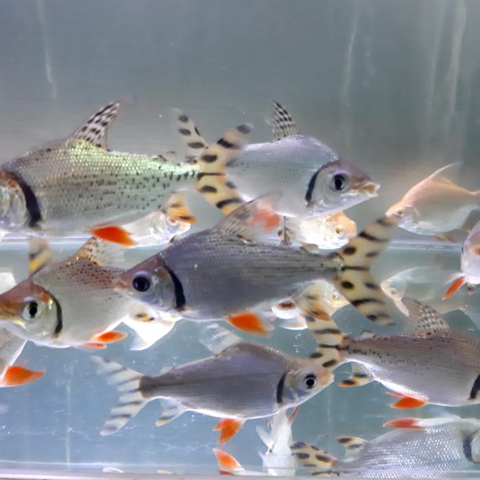 Jual Ikan American Flagtail Red / Red Feifeng Fish - 12 - Kota Bandung ...