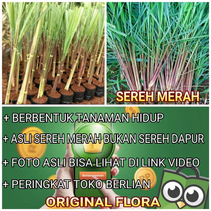 Jual Bibit TanamanObat Serai Wangi Merah Sereh Merah (Cymbopogon nardus ...