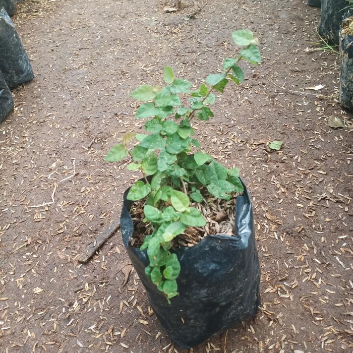Jual tanaman dolar rambat daun kecil - pohon dolar/climbing - Kab ...