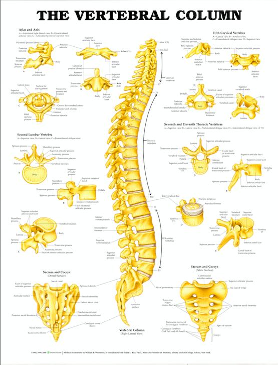 Jual Poster tulang anatomi anatomy fisioterapi physiotherapy okupasi ...