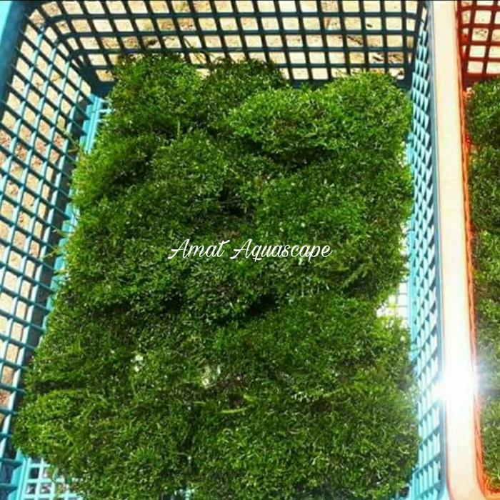 Promo Moss Ricardia Mini Clumb Nampan Aquarium Aquascape - Kab. Bogor ...