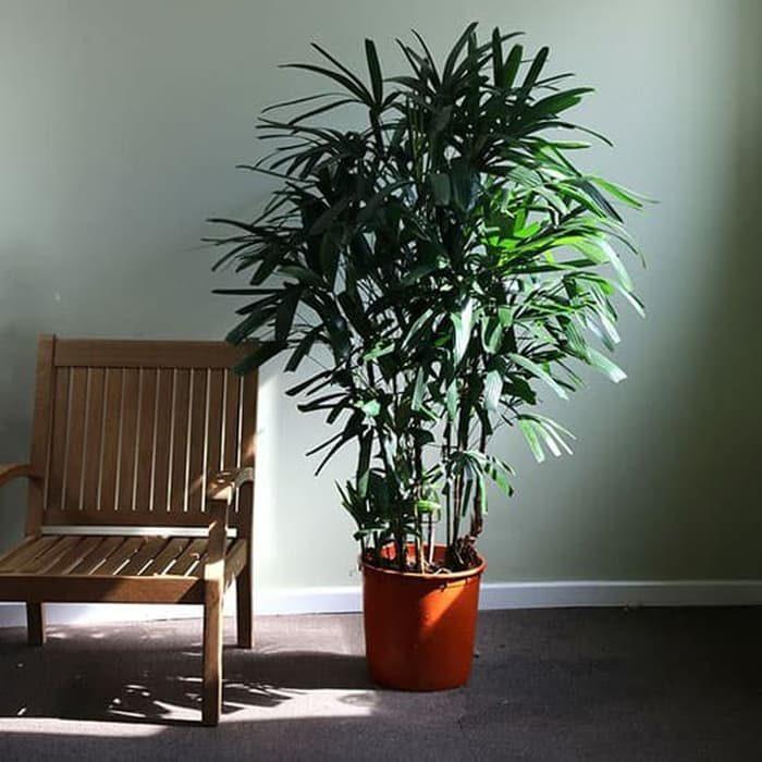 Jual Tanaman hias ASLI HIDUP palm waregu / palem regu MURAH - Kab ...