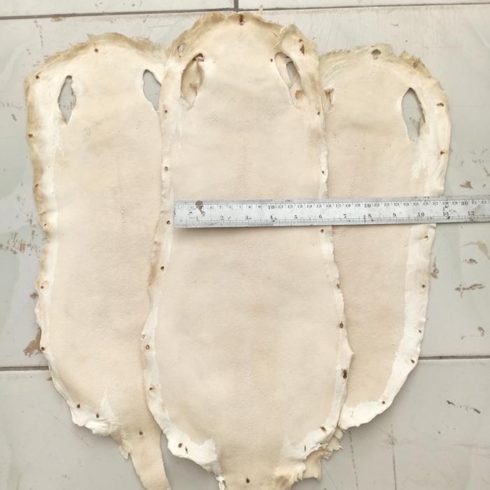 Jual kulit ikan pari 5 inch krasting soft warna natural - Kab. Cilacap ...