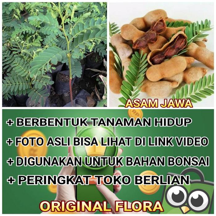 Jual Bibit Asem Jawa Bibit Asam Jawa Pohon Asem Pohon Asam Tanaman Asem ...
