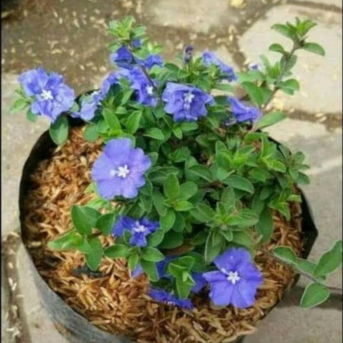 Jual tanaman baby blue eyes bunga rimbun - Kota Batu - ridola plants ...