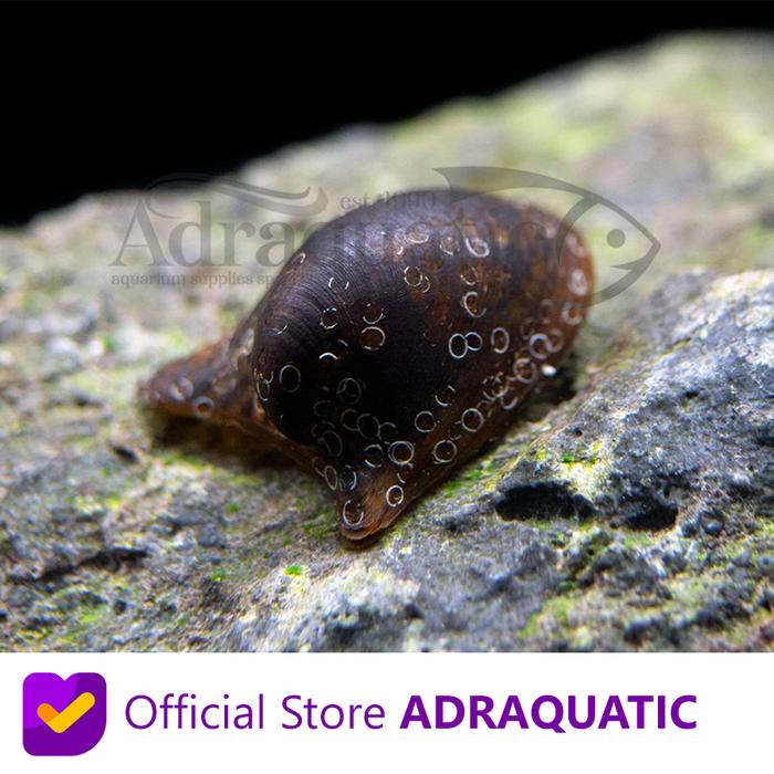 Jual KEONG SUKHOI BATMAN SNAIL ALGAETER ALGAE EATER TURBO AQUASCAPE ...