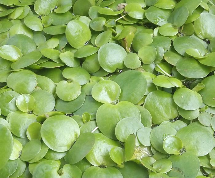 Jual TANAMAN AIR AMAZON FROGBIT - Jakarta Barat - SOLOFARM | Tokopedia